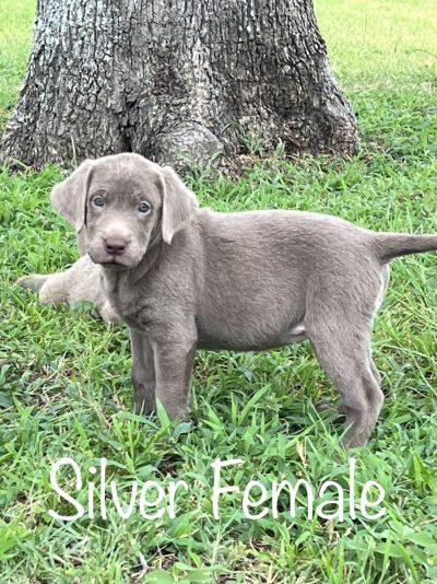Silver Labs for Sale – Dog Training – Dog Boarding | Serenity Ranch Kennels
