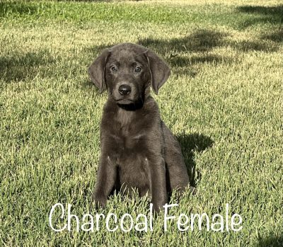 Silver Labs for Sale – Dog Training – Dog Boarding | Serenity Ranch Kennels