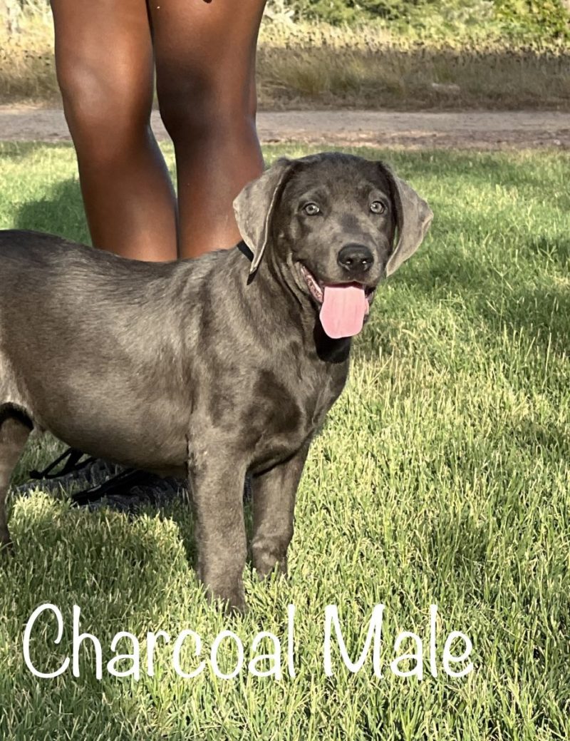 Silver Labs for Sale – Dog Training – Dog Boarding | Serenity Ranch Kennels