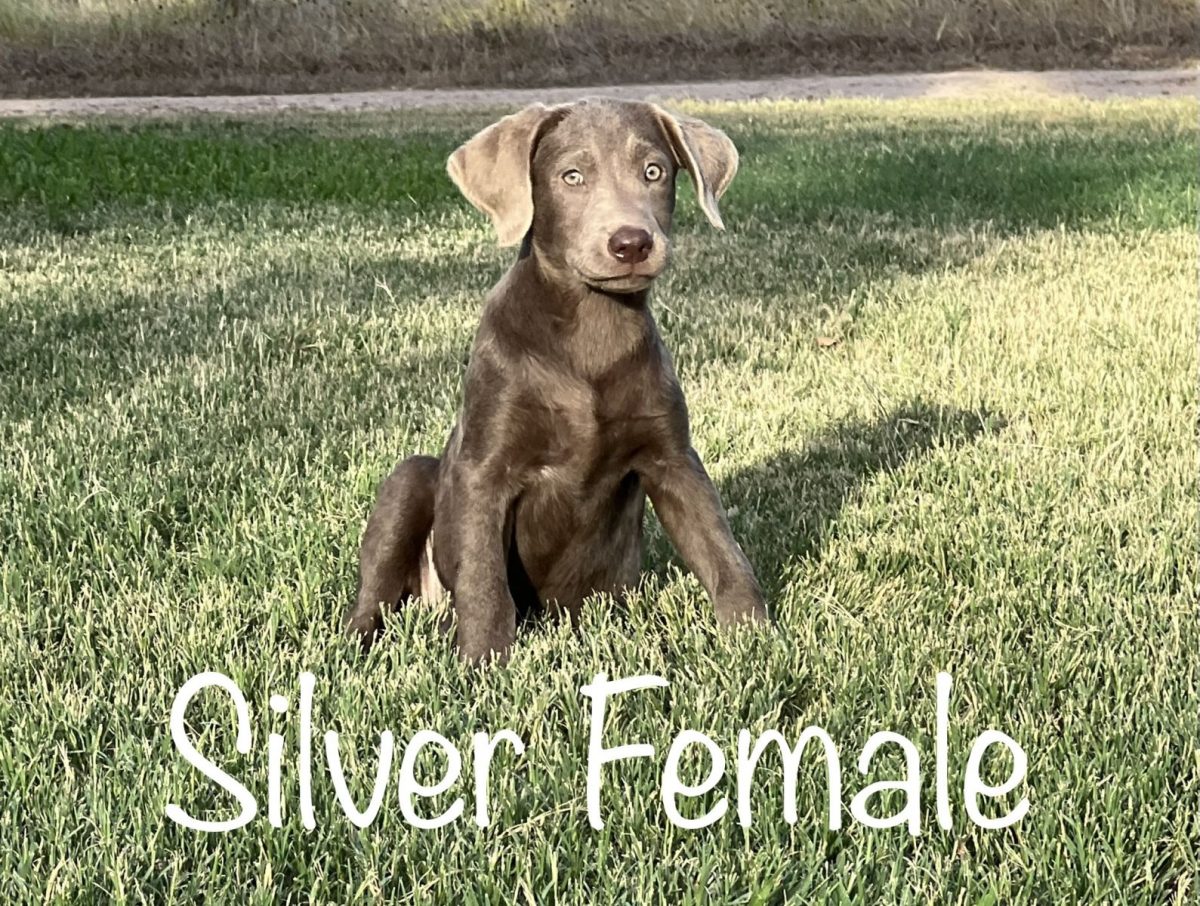 Silver Labs for Sale – Dog Training – Dog Boarding | Serenity Ranch Kennels