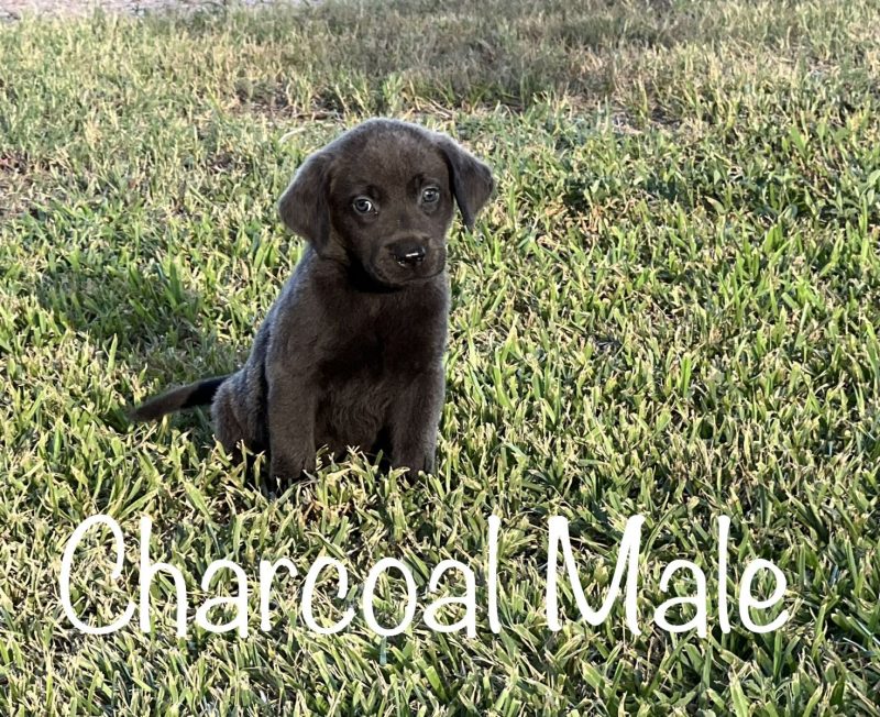 Silver Labs for Sale – Dog Training – Dog Boarding | Serenity Ranch Kennels