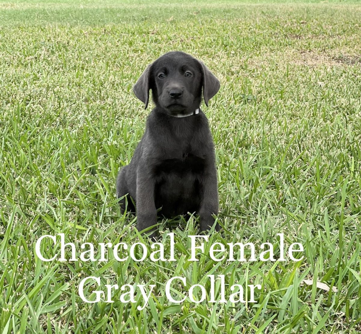Silver Labs for Sale – Dog Training – Dog Boarding | Serenity Ranch Kennels