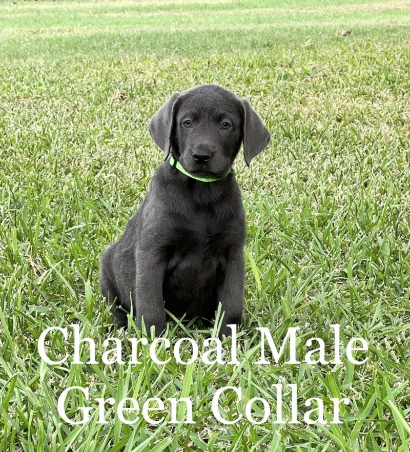 Silver Labs for Sale – Dog Training – Dog Boarding | Serenity Ranch Kennels