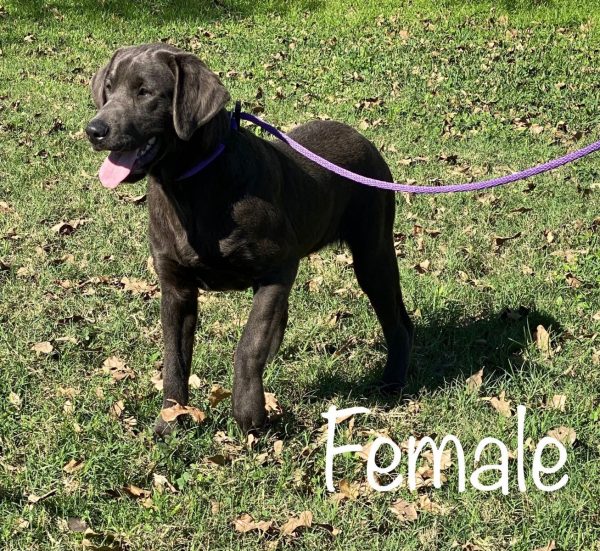 Silver Labs for Sale – Dog Training – Dog Boarding | Serenity Ranch Kennels